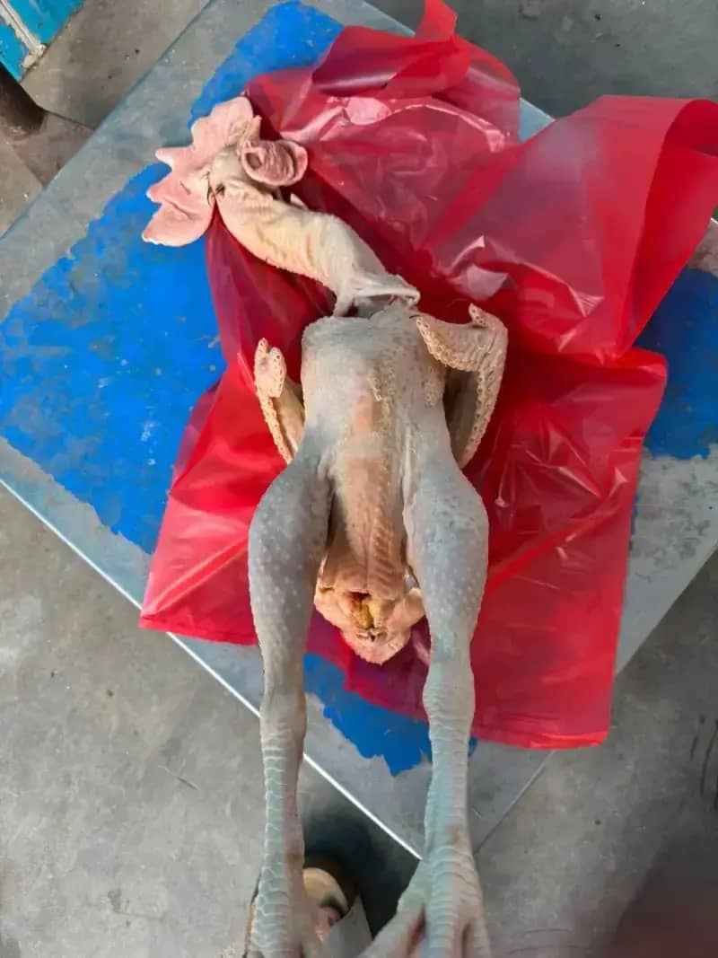 Ayam Merah Hidup Gratis Ongkir 🔥 Harga Murah Mei 2026