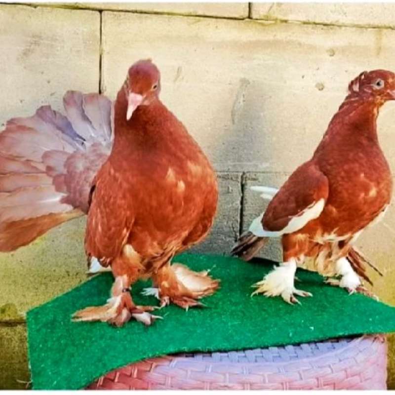 Burung Merpati Kipas
