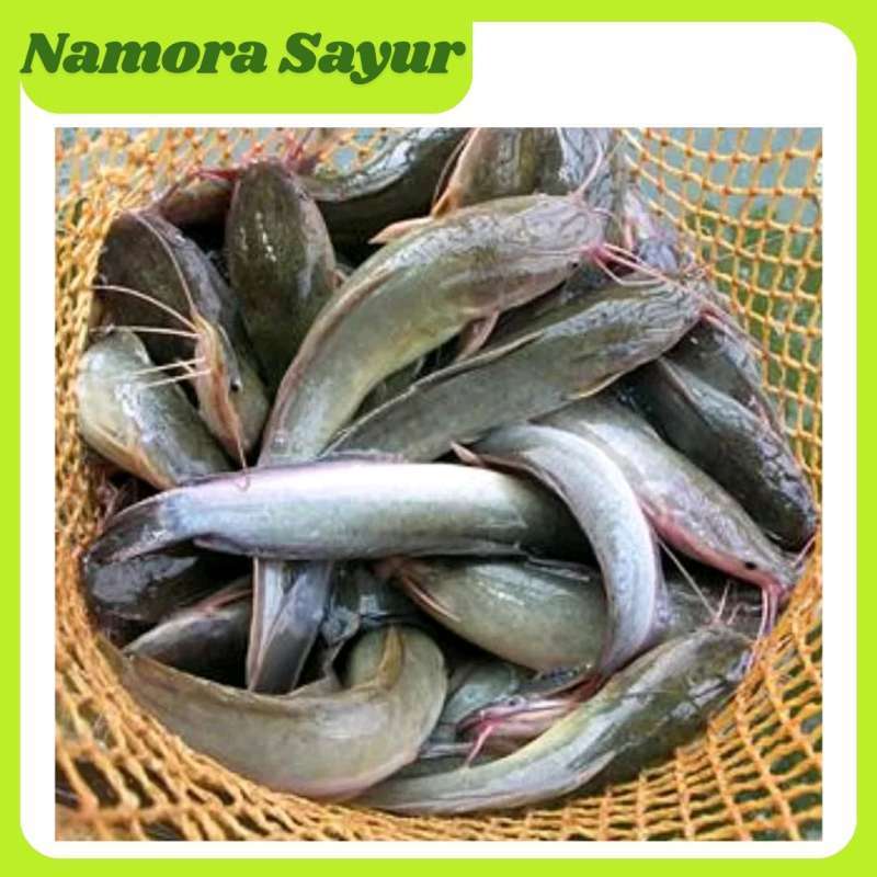 Ikan Lele Per Kg Gratis Ongkir 🏷️ Harga Murah Mei 2026