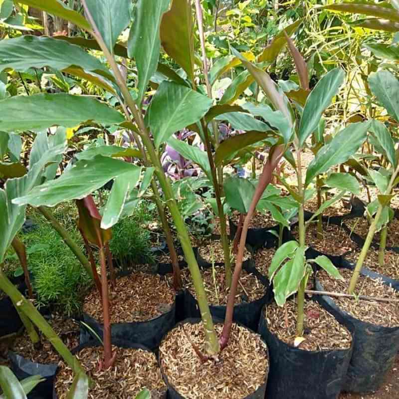 Jual tanaman onje herbal / Kecombrang, Honje, Pohon Kecombrang, Pohon ...