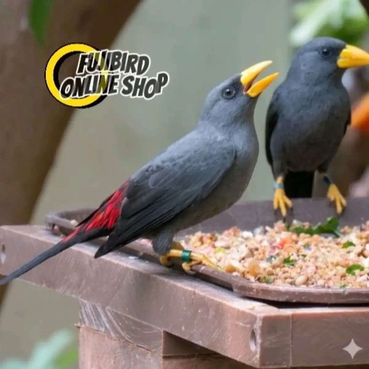 Jual Jalak Rio Terdekat 🏷️ Harga Grosir Murah Terupdate Hari Ini Mei 2026