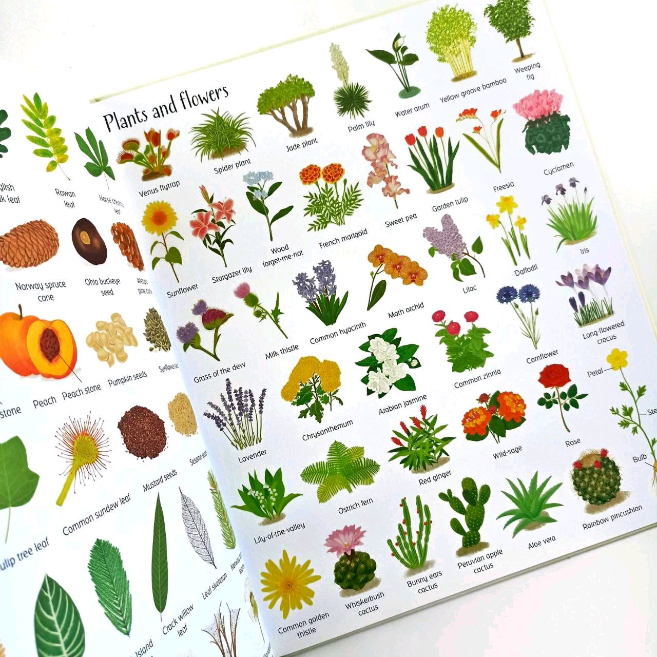 Jual Usborne 1000 Things In Nature Di Seller Minibabycare Books ...