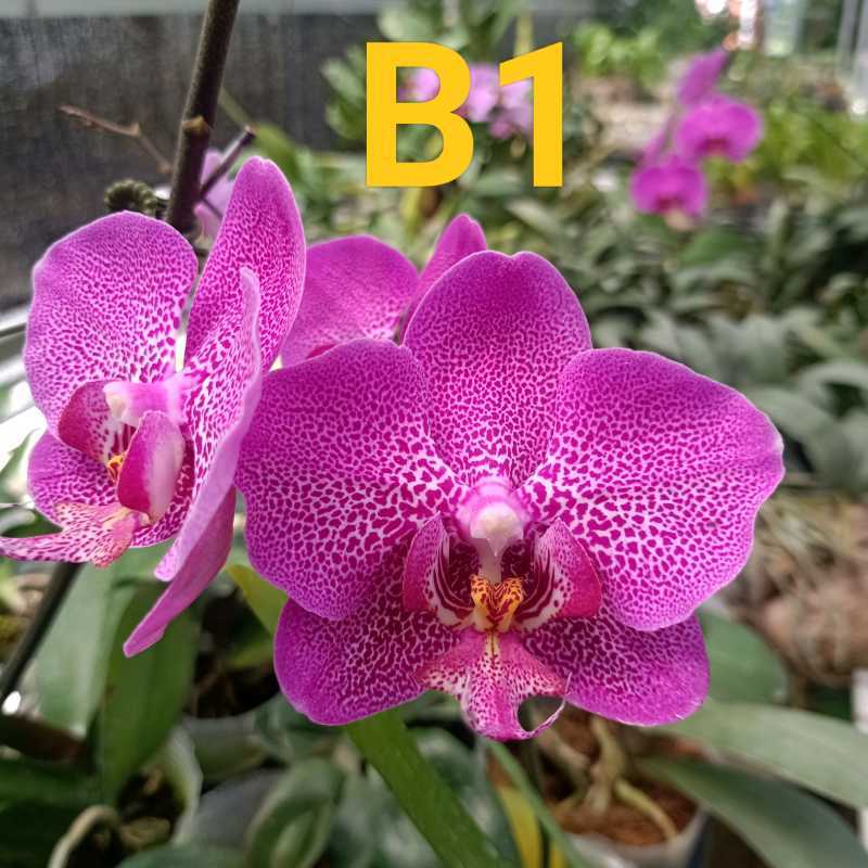 Jual Remaja Anggrek Bulan Phalaenopsis Hybrid Warna Koleksi Bibit Bunga ...