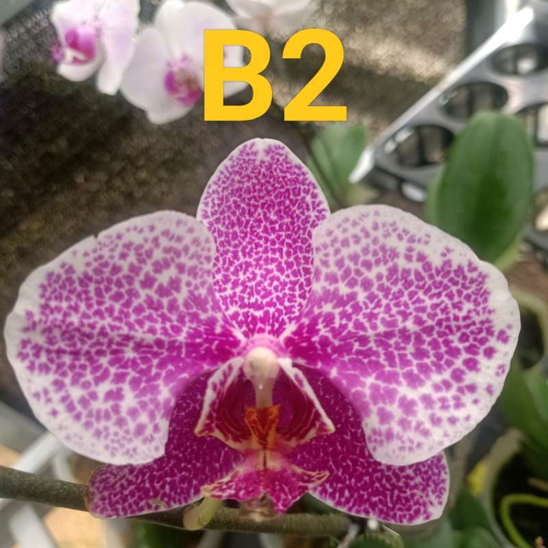 Jual Remaja Anggrek Bulan Phalaenopsis Hybrid Warna Koleksi Bibit Bunga ...