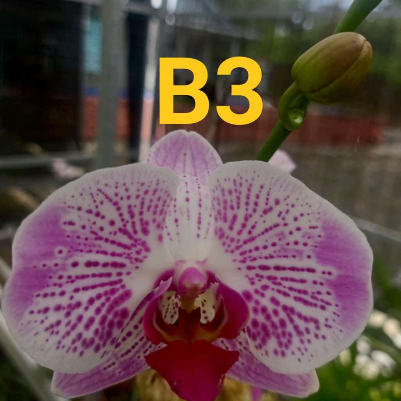 Jual Remaja Anggrek Bulan Phalaenopsis Hybrid Warna Koleksi Bibit Bunga Di Seller Sns Orchid ...