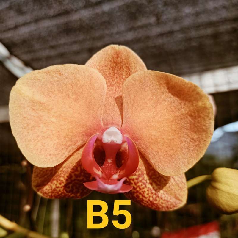 Jual Remaja Anggrek Bulan Phalaenopsis Hybrid Warna Koleksi Bibit Bunga ...