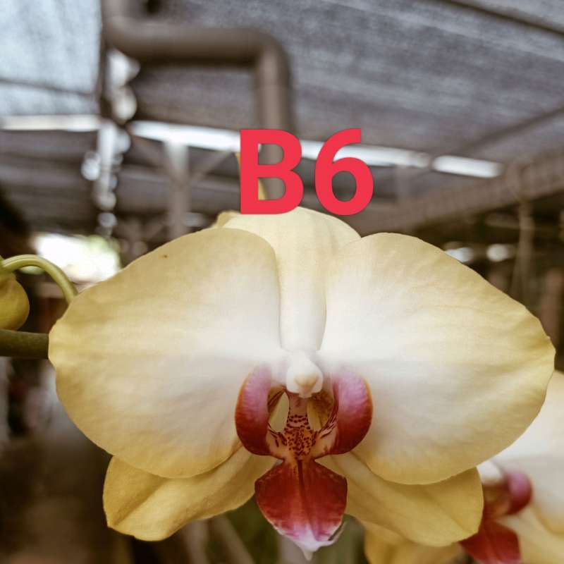 Jual Remaja Anggrek Bulan Phalaenopsis Hybrid Warna Koleksi Bibit Bunga ...