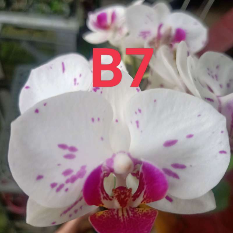 Jual Remaja Anggrek Bulan Phalaenopsis Hybrid Warna Koleksi Bibit Bunga ...