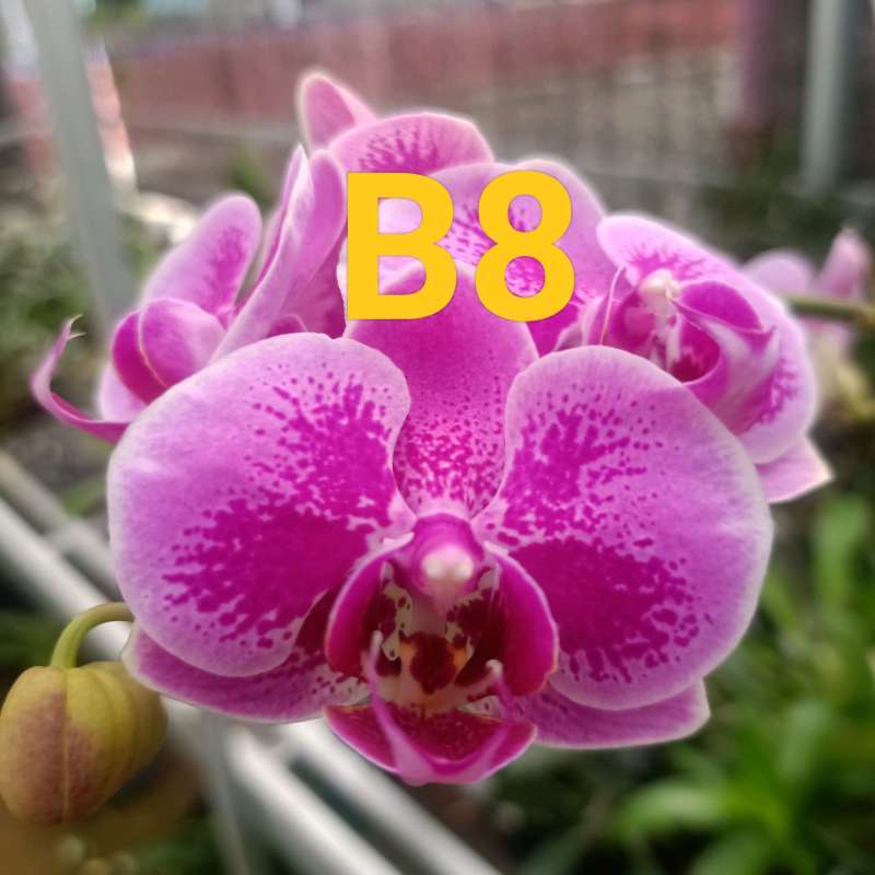 Jual Remaja Anggrek Bulan Phalaenopsis Hybrid Warna Koleksi Bibit Bunga Di Seller Sns Orchid ...