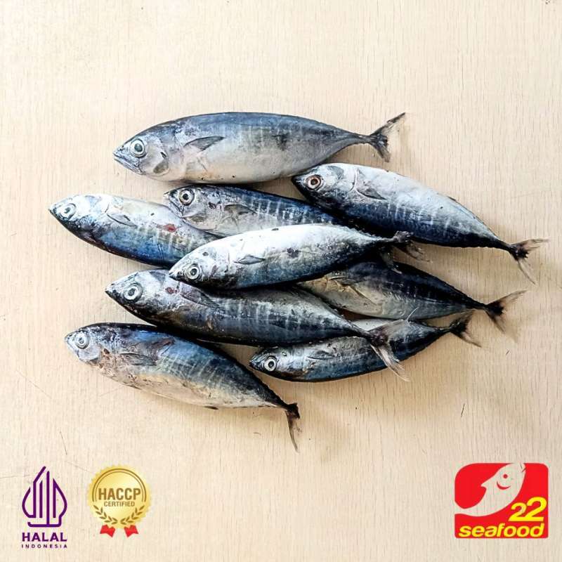 Jual Ikan Baby Tuna Utuh Frozen - 22 Seafood Di Seller 22 Seafood ...