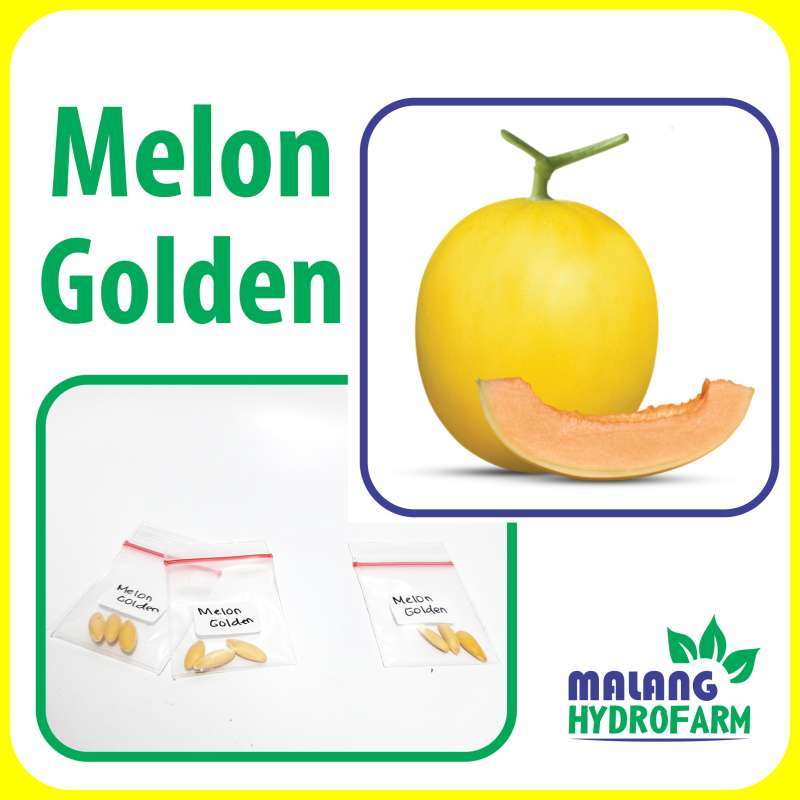 Jual Buah Melon Kuning 1 Kg Termurah - Harga Grosir Terupdate Hari Ini ...