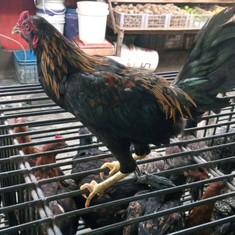 Jual Ayam Kampung Hidup Original Harga Termurah Agustus 2024 | Blibli