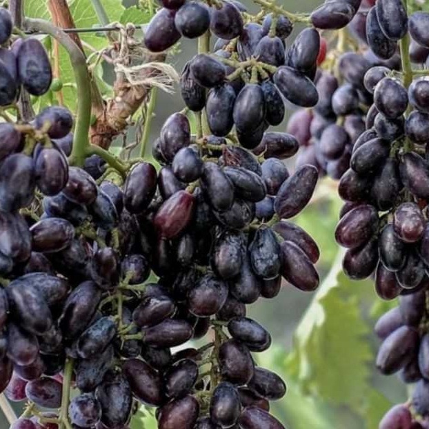 bibit pohon anggur hitam