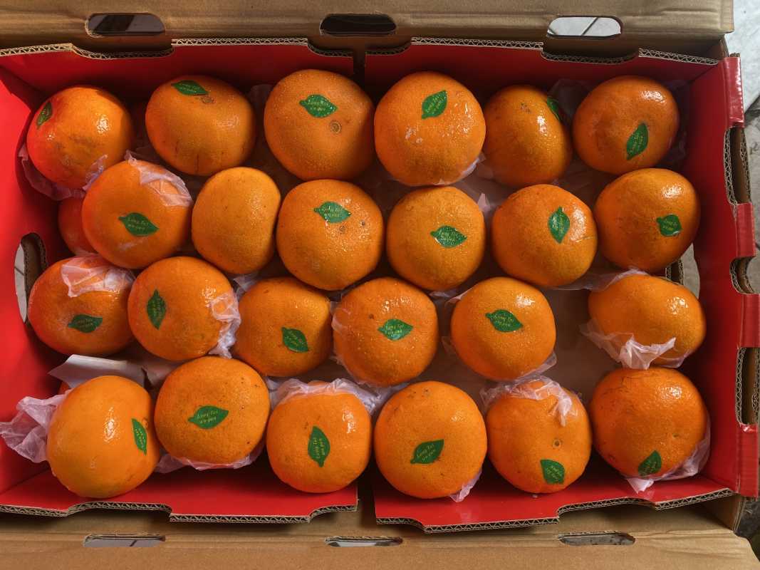 jeruk mandarin wogan