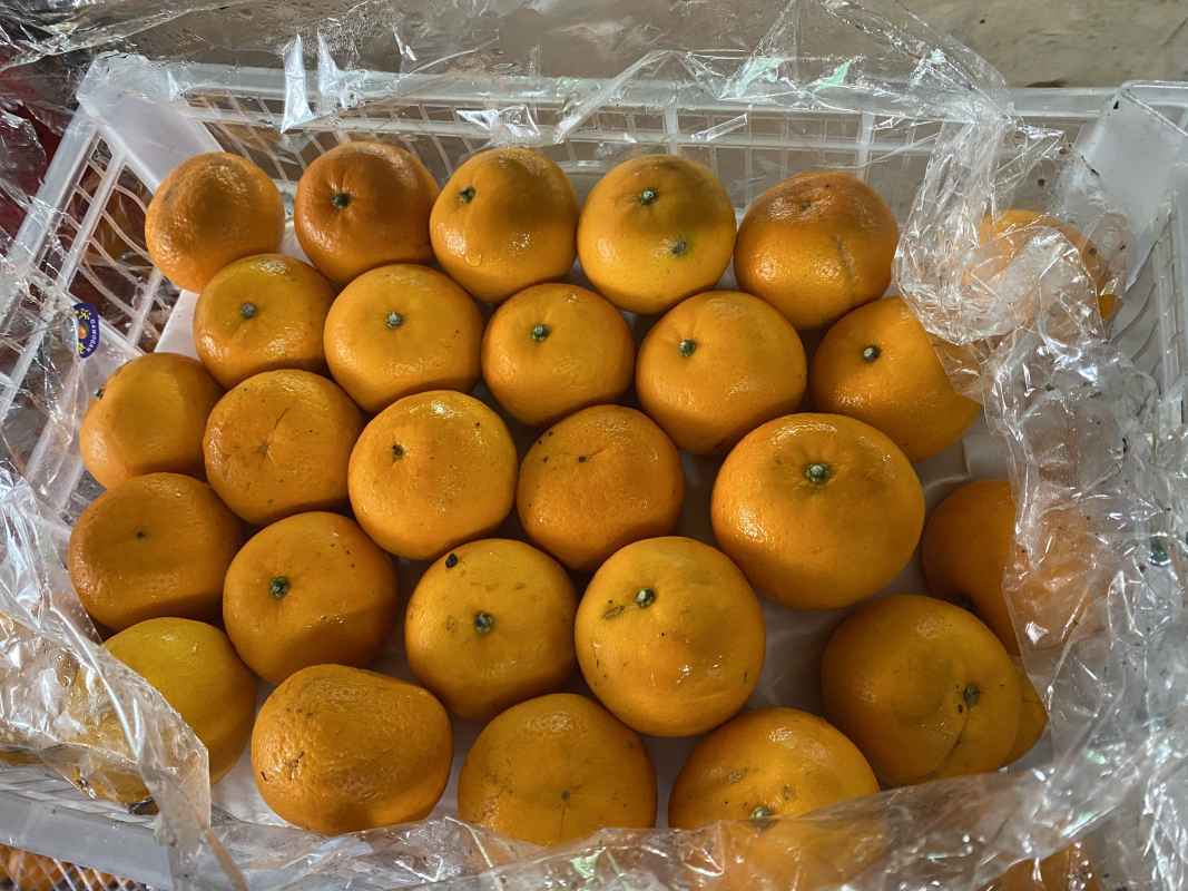 jeruk mandarin wogan