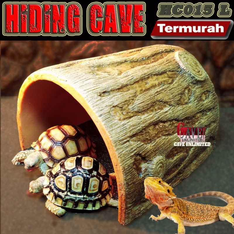 Jual Kura Kura Sulcata Jumbo Termurah - Harga Grosir Terupdate Hari Ini | Blibli