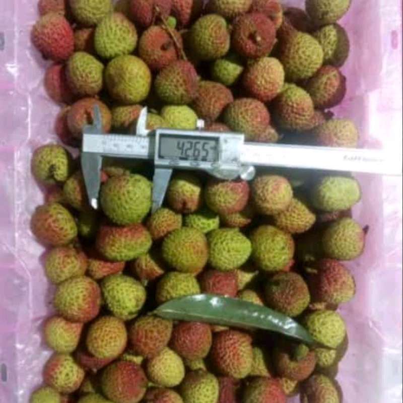 Jual Buah Leci 1 box Halal di Seller Clarif_jaya - Cengkareng Timur ...