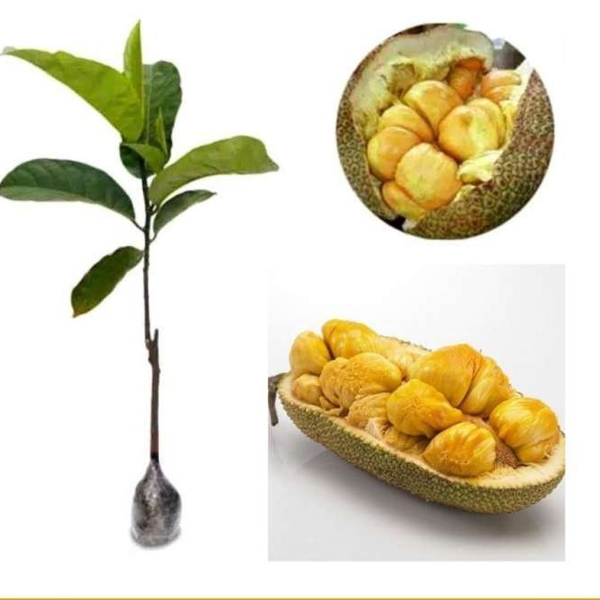 Jual Cempedak Pohon 💯 Harga Murah & Kualitas Terbaik Mei 2026