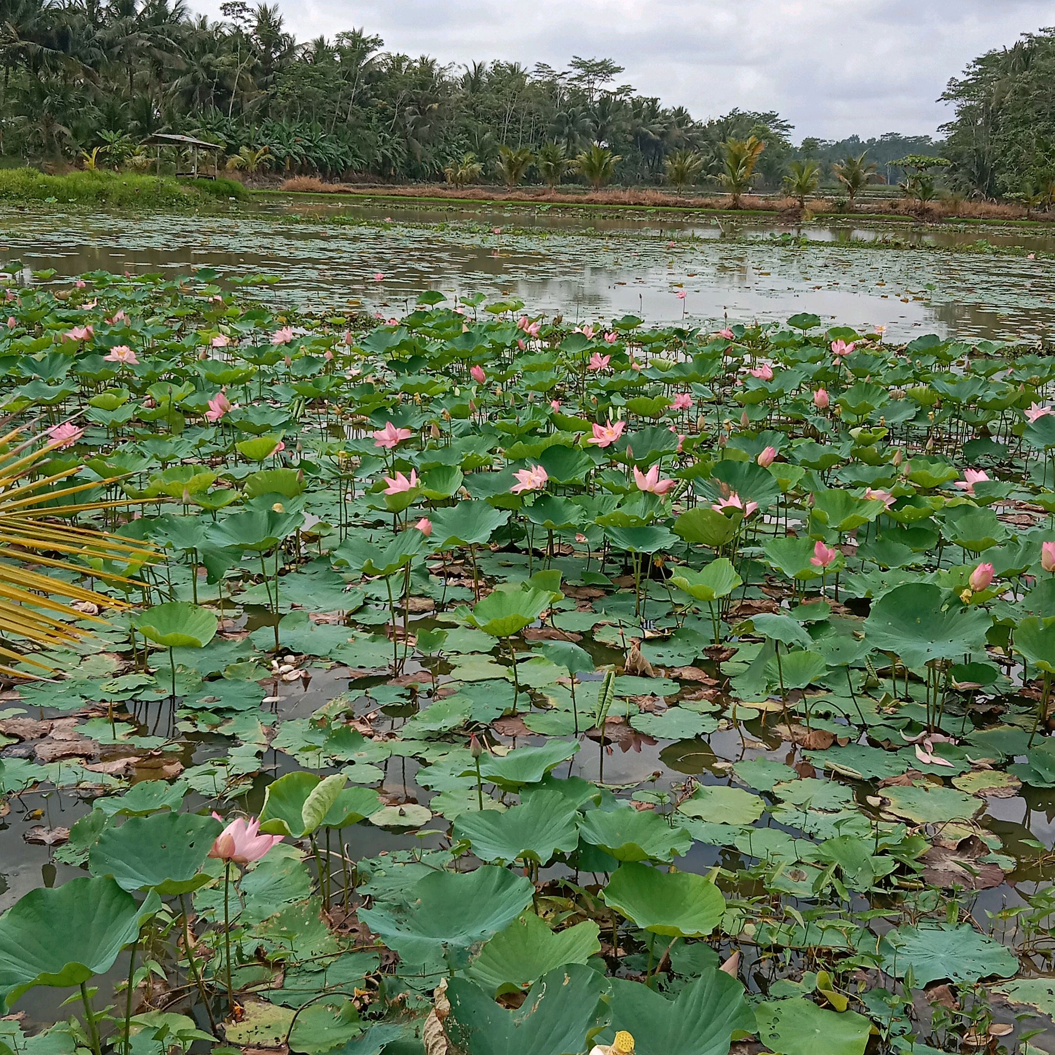 Jual Buah Teratai Kering 500 Gram Di Seller Faiz Alfarizi Shop ...