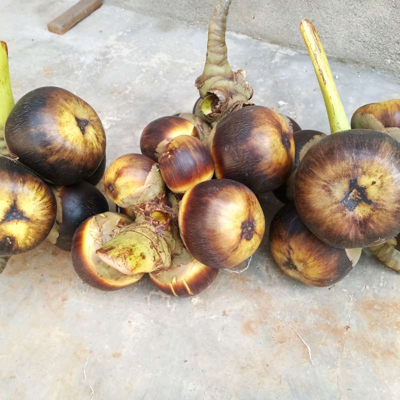 Jual Buah Lontar Khas Tuban Buah Utuh isi 3 Tahan 10-15 Hari di Seller ...