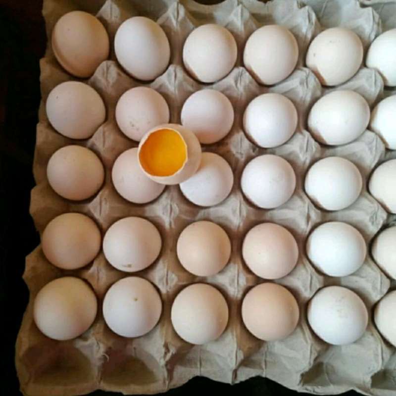 Jual Telur Ayam Kampung 1 Butir Di Seller Tokona Teh Lilis - Linggajaya ...