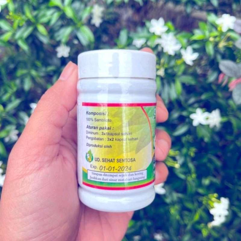Jual Ekstrak Sambiloto Sehat Sentosa 60 Kapsul - Obat Demam Akibat ...
