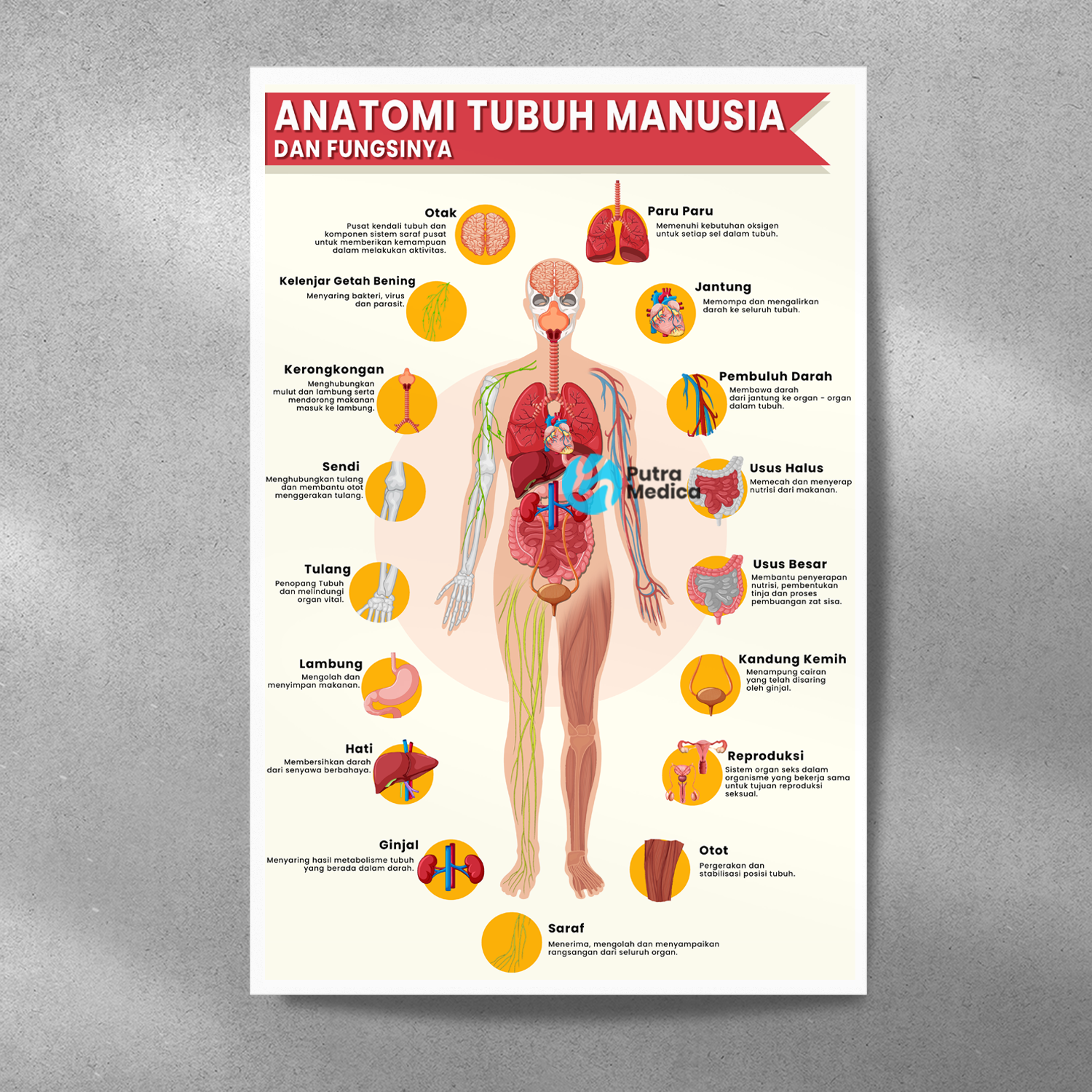 Tubuh Manusia Anatomi Fakta Fungsi 