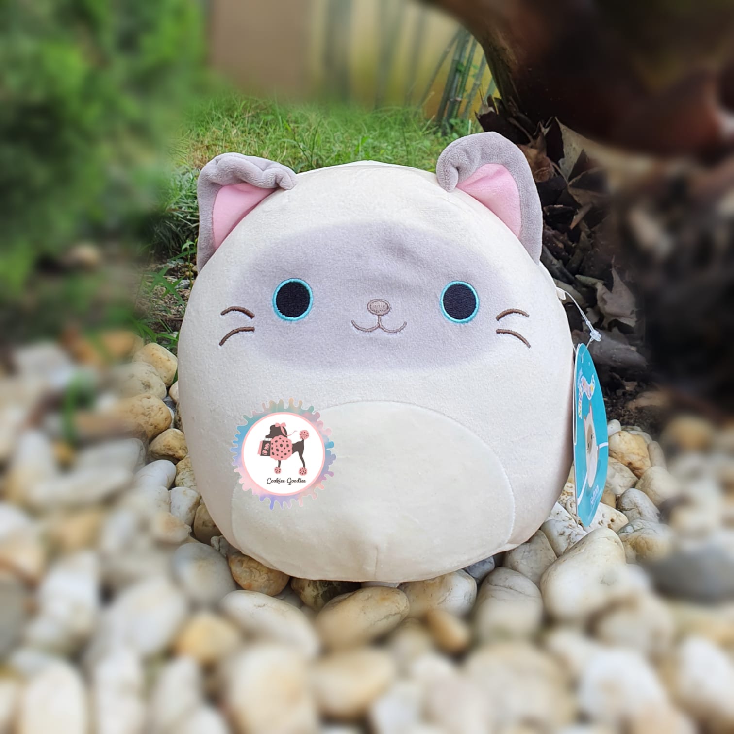 Jual Squishmallows Felton The Siamese Cat 20cm di Seller cookieegoodiee ...