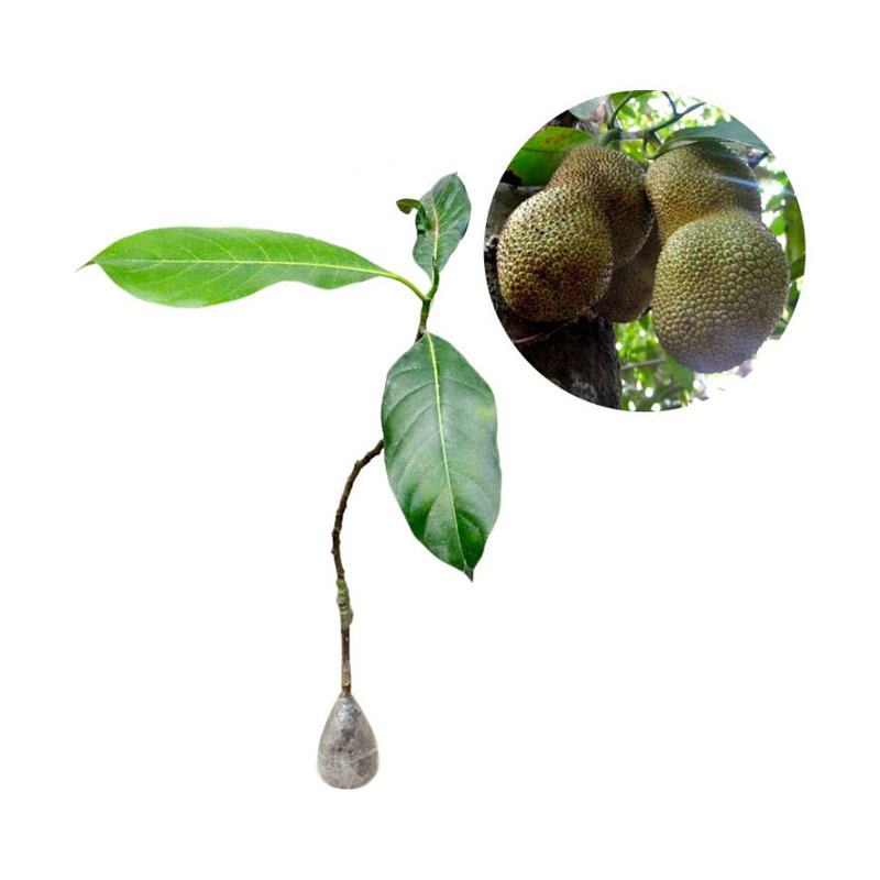 Jual Kebun Bibit Cempedak Merah Tanaman Buah [40 cm] di Seller Toko ...