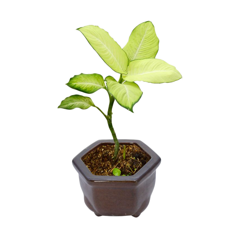 Jual Kebun Bibit Dieffenbachia Tissue Bibit Tanaman Hias Di Seller ... Jual Kebun Bibit Dieffenbachia Tissue Bibit Tanaman Hias Di Seller ...