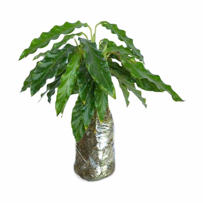 Jual Kebun Bibit Calathea Bibit Tanaman di Seller Akmal ok - Sasak ... Jual Kebun Bibit Calathea Bibit Tanaman di Seller Akmal ok - Sasak ...
