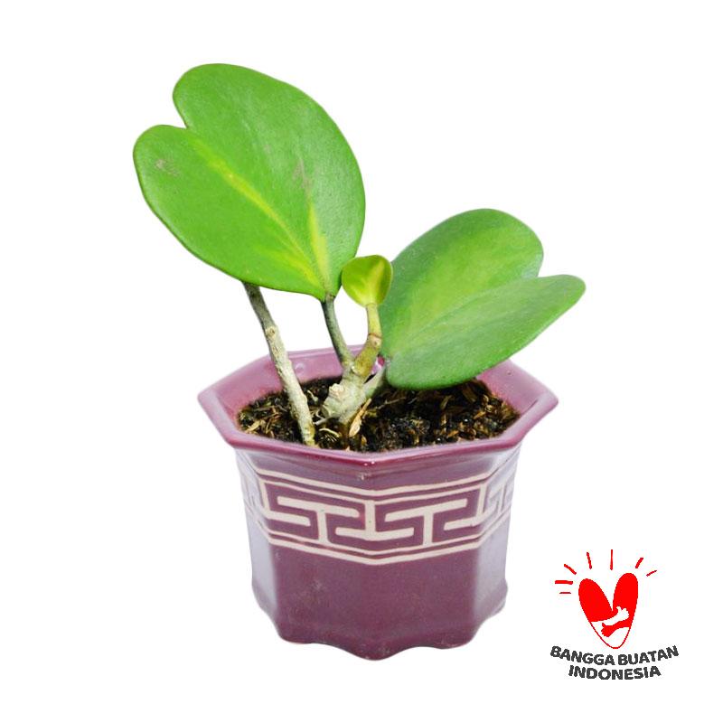 Jual Kebun Bibit Hoya Heart Bibit Tanaman Di Seller Kebun Bibit ... Jual Kebun Bibit Hoya Heart Bibit Tanaman Di Seller Kebun Bibit ...