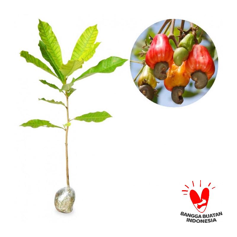 Promo Kebun Bibit Jambu Monyet Tanaman [60cm] Diskon 20% Di Seller Agro ...