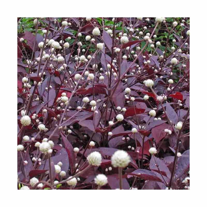 Jual Kebun Bibit Little Ruby Bibit Tanaman di Seller Lilis taman ... Jual Kebun Bibit Little Ruby Bibit Tanaman di Seller Lilis taman ...