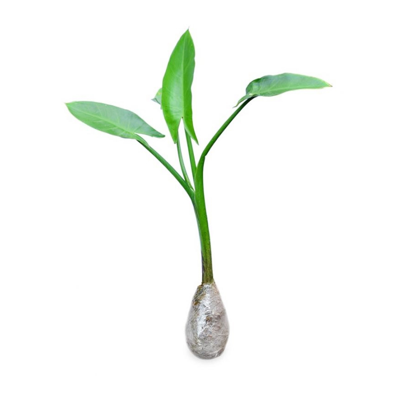 Jual Kebun Bibit Pisang Amazon Bibit Tanaman Buah Di Seller Kebun Bibit ... Jual Kebun Bibit Pisang Amazon Bibit Tanaman Buah Di Seller Kebun Bibit ...