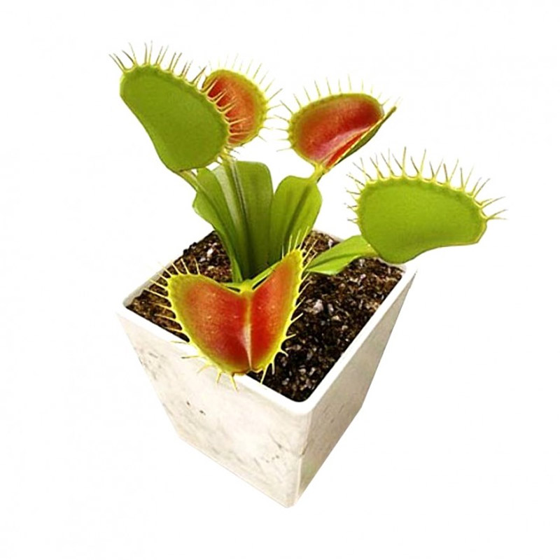 29+ Gambar Tanaman Venus Jaman Now - Informasi Seputar Tanaman Hias