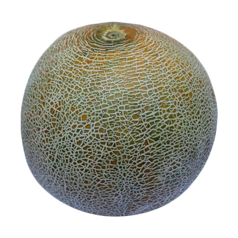 Jual Duta Buah Melon Sky Rocket [1.5 - 2.5 Kg/ Pcs] Halal Di Seller ...