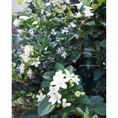 Jual Jenis Bunga Kemuning Terbaru - Harga Promo Januari 2023 | Blibli