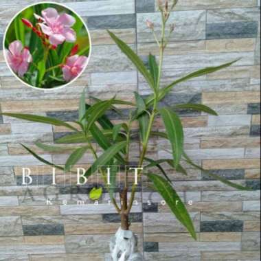 Jual Tanaman Oleander Original Murah - Harga Diskon Mei 2023 | Blibli.com