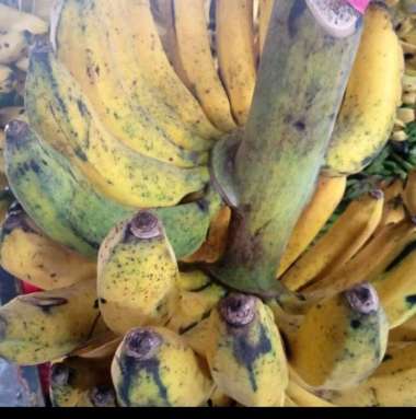 Jual Pisang Pasar Terbaik Mei 2022 - Harga Murah & Gratis Ongkir - Blibli