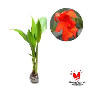 Jual Canna Bali Original Murah - Harga Diskon April 2023 | Blibli.com