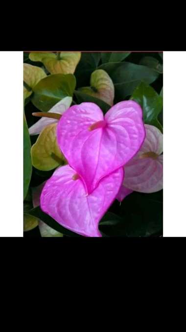 Promo Tanaman hias seedlling anggrek dendrobium bunga pink-tanaman ...