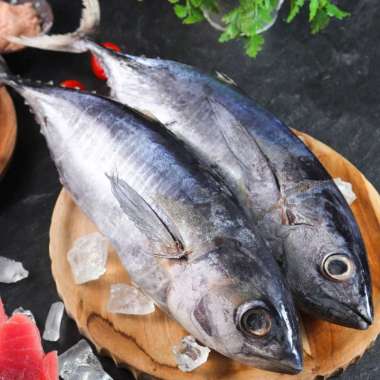 Jual Ikan 1 Kg Baby Tuna Termurah - Harga Grosir Terupdate Hari Ini ...
