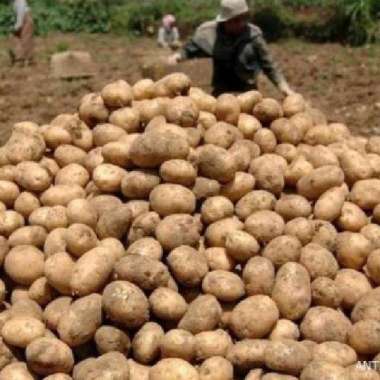 Jual Kentang 1kg Murah - Update Harga Grosir Hari Ini | Blibli