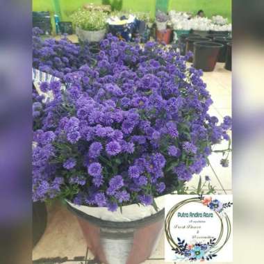 Jual Bunga Pikok Ungu Original Murah - Harga Diskon April 2024 | Blibli.com