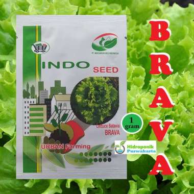 Jual Selada Brava Original Murah - Harga Diskon Januari 2023 | Blibli.com