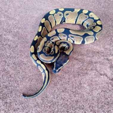 Jual Ball Python Normal Original Murah - Harga Diskon Desember 2022 | Blibli.com