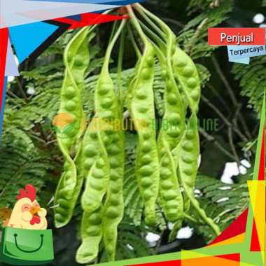 Jual Pohon Pete Hibrida Original Murah - Harga Diskon Oktober 2022 ...