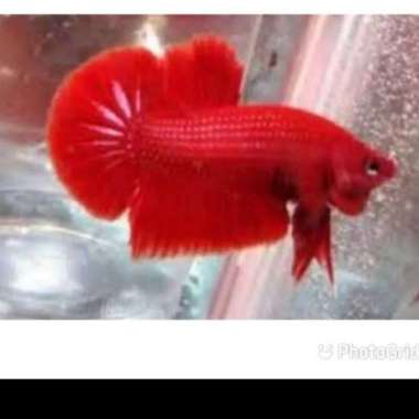 Jual Ikan Cupang Bagan Original Murah - Harga Diskon Februari 2023 ...