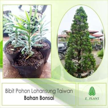 Jual Pohon Lohansung Original Murah - Harga Diskon Januari 2023 ...